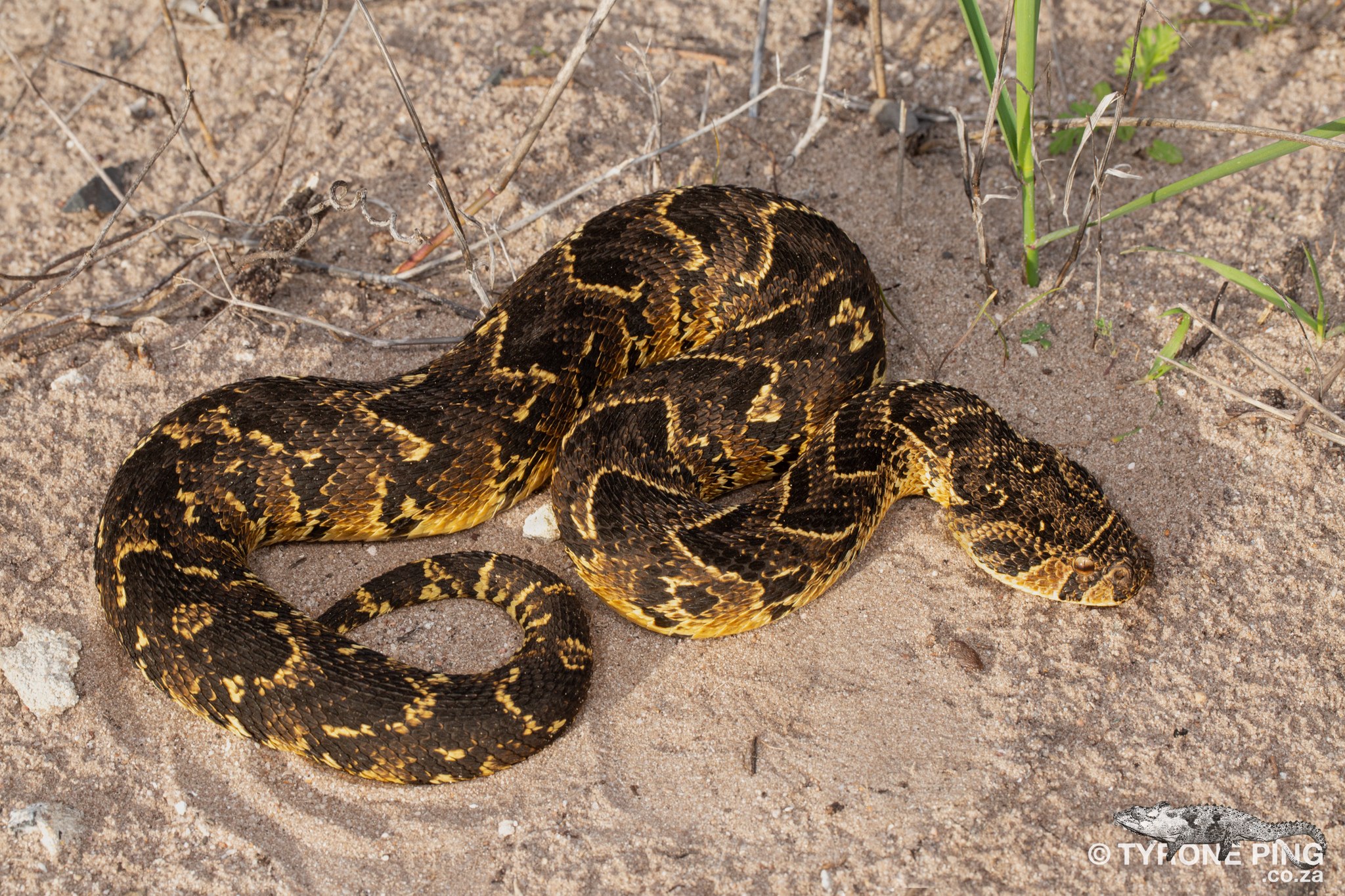Tyrone Ping - Exploring Southern African Herpetofauna