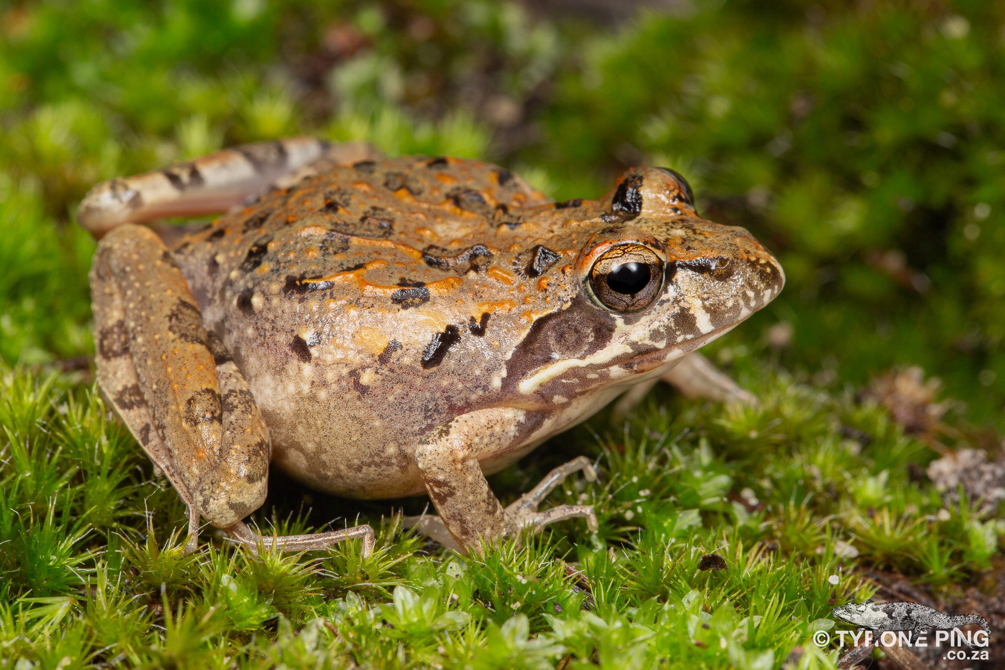 Tyrone Ping - Exploring Southern African Herpetofauna