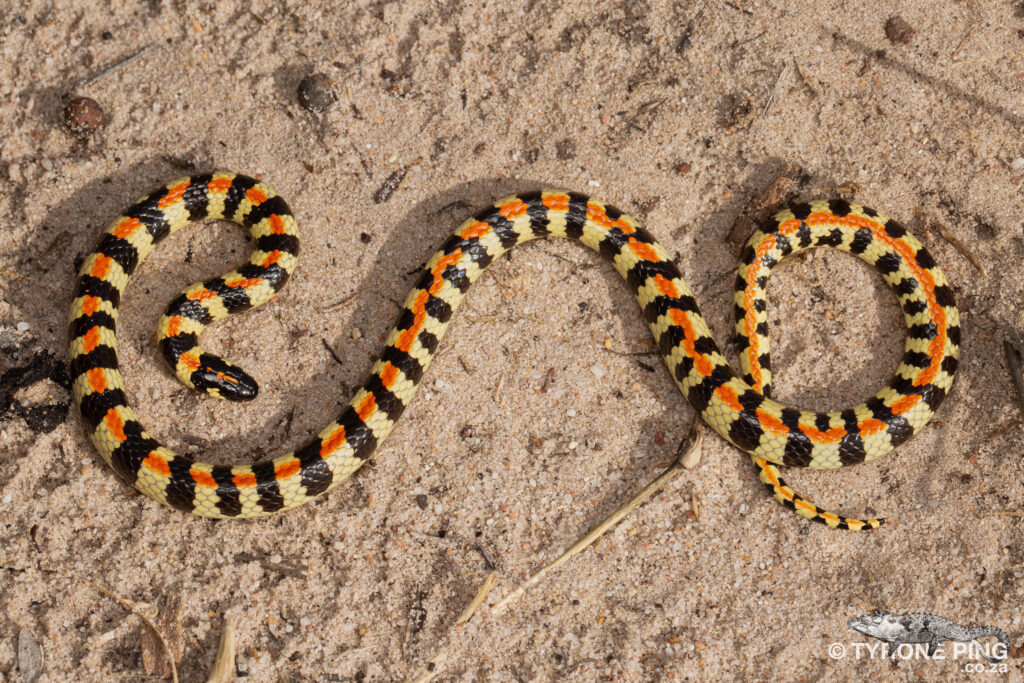 Homoroselaps lacteus - Spotted Harlequin Snake