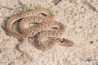 Tyrone Ping - Exploring Southern African Herpetofauna