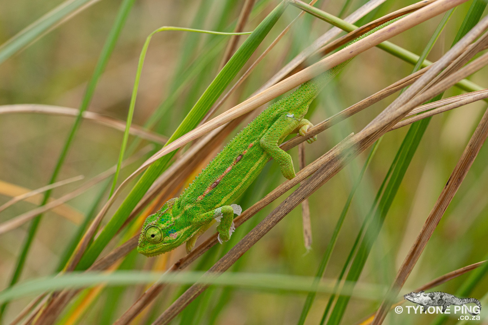 Tyrone Ping - Exploring Southern African Herpetofauna