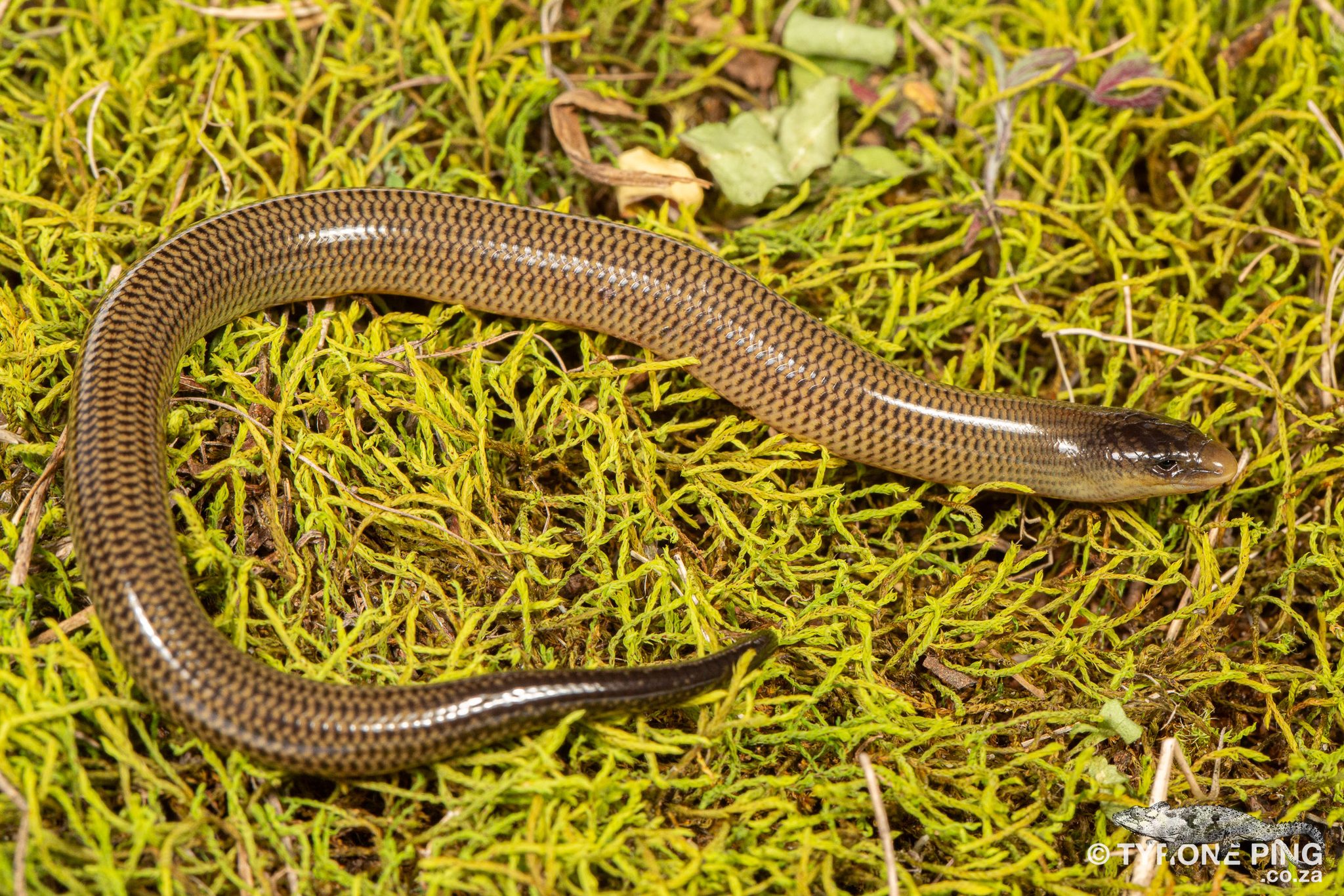 Tyrone Ping - Exploring Southern African Herpetofauna