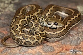 Tyrone Ping - Exploring Southern African Herpetofauna