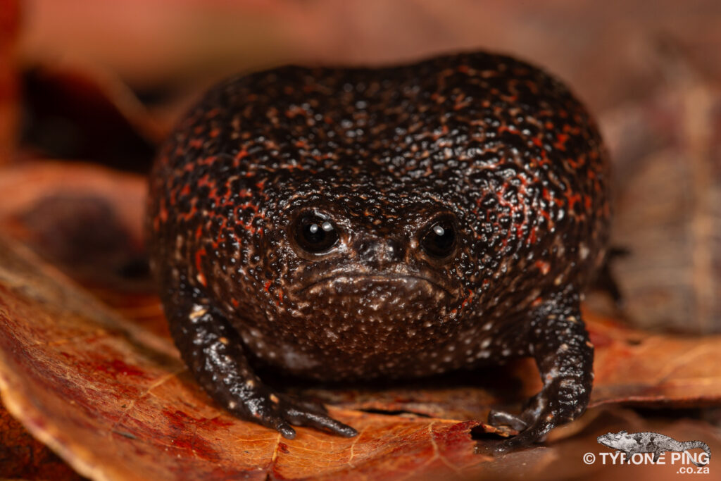 Breviceps acutirostris - Strawberry Rain Frog