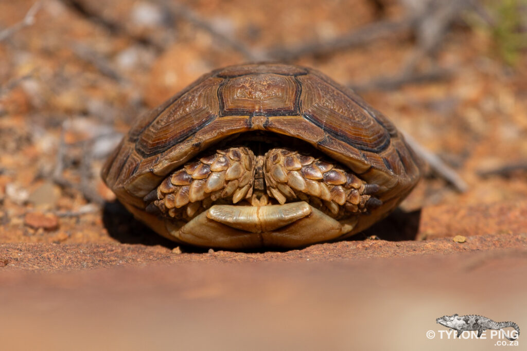 Homopus femoralis - Greater Padloper