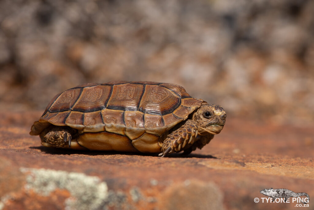 Homopus femoralis - Greater Padloper