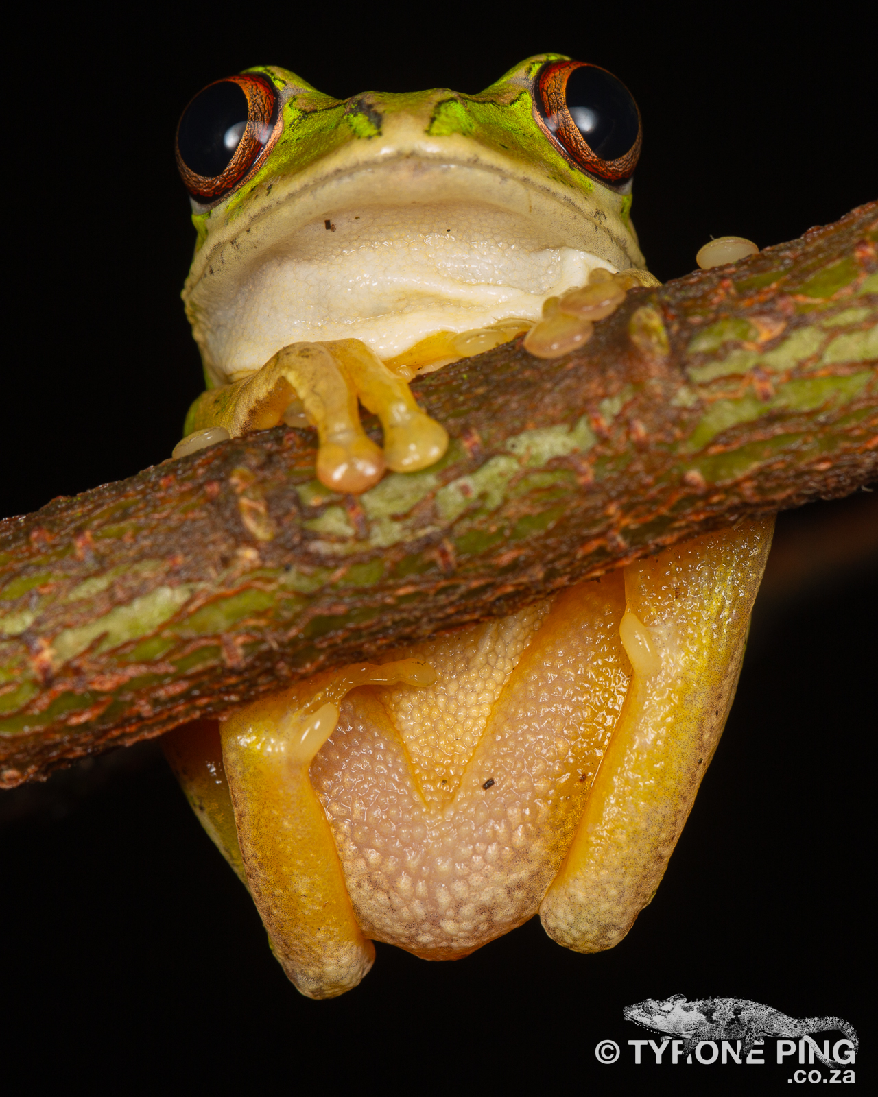 Tyrone Ping - Exploring Southern African Herpetofauna