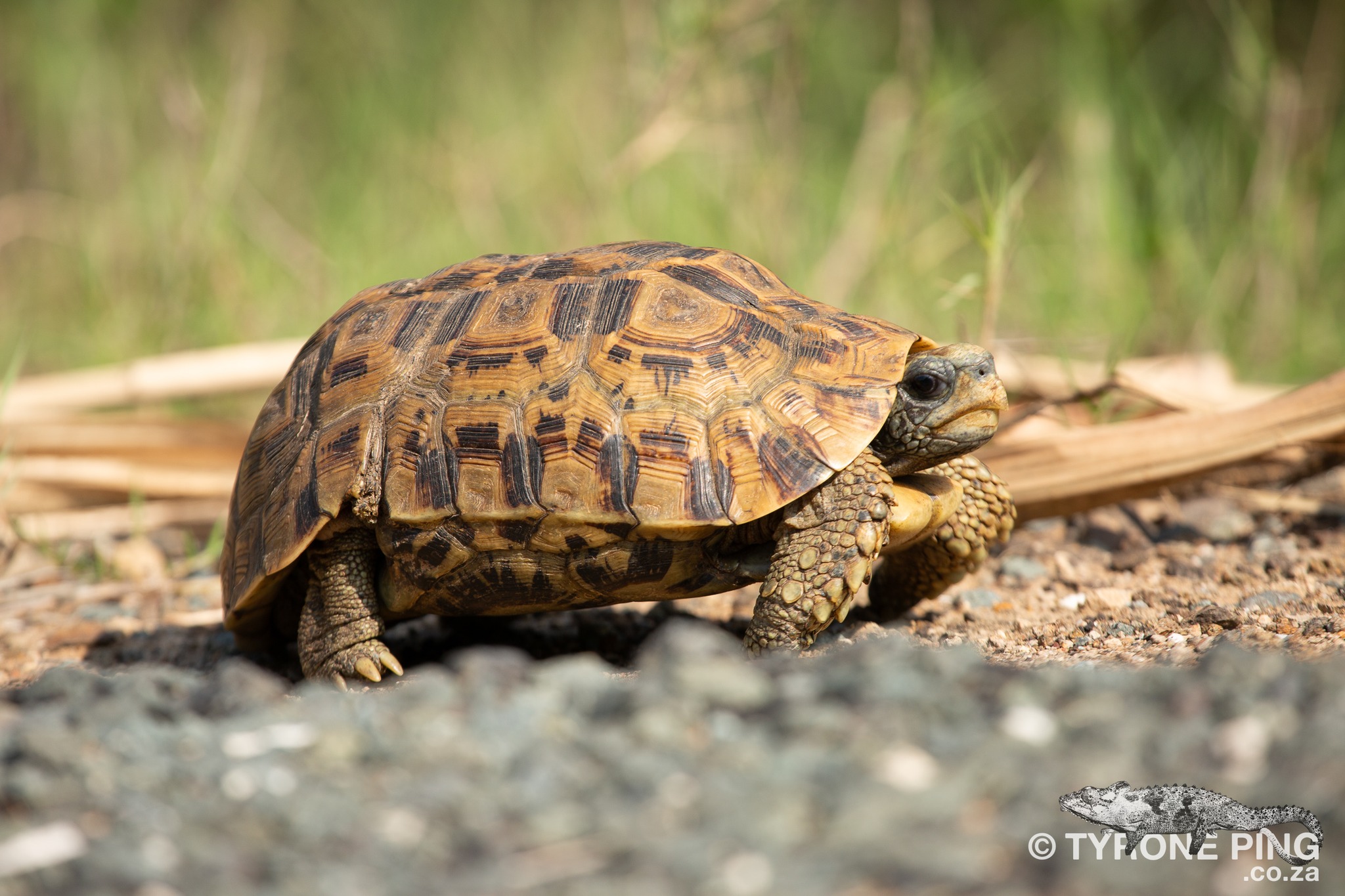 Tyrone Ping - Exploring Southern African Herpetofauna