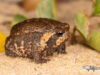 Tyrone Ping - Exploring Southern African Herpetofauna