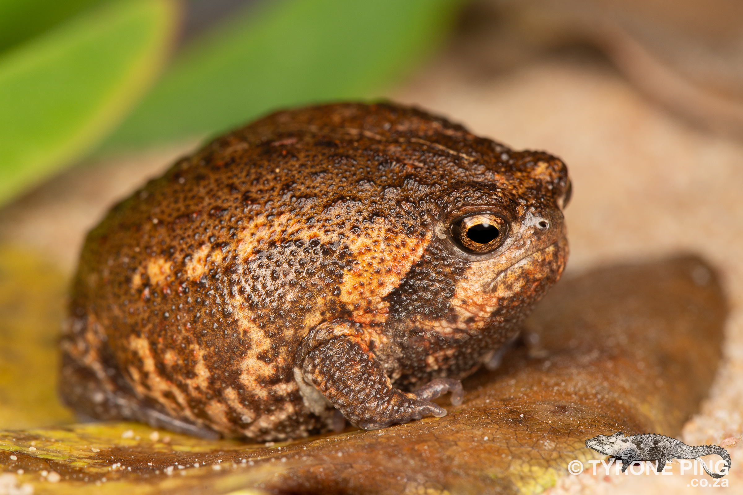 Breviceps rosei vansoni - Sand Rain Frog