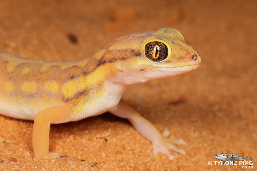 Pachydactylus wahlbergii wahlbergii - Kalahari Ground Gecko
