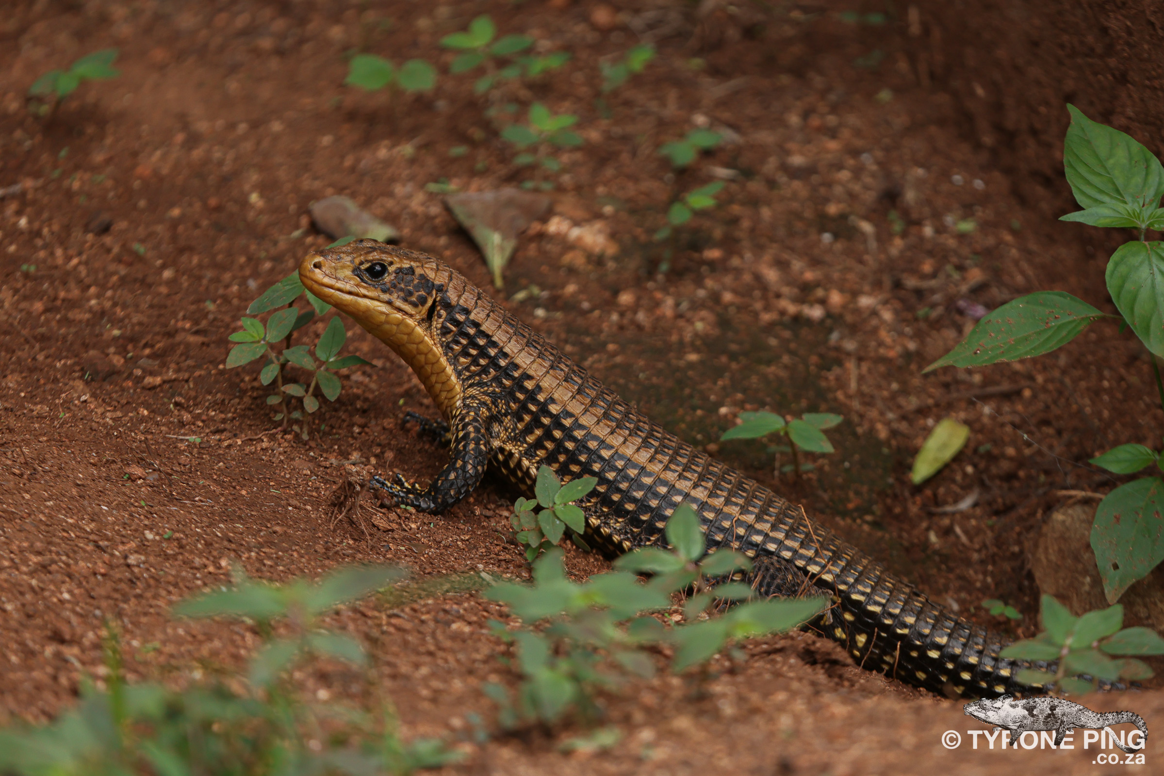 Broadleysaurus major - Rough Scaled Plated Lizard