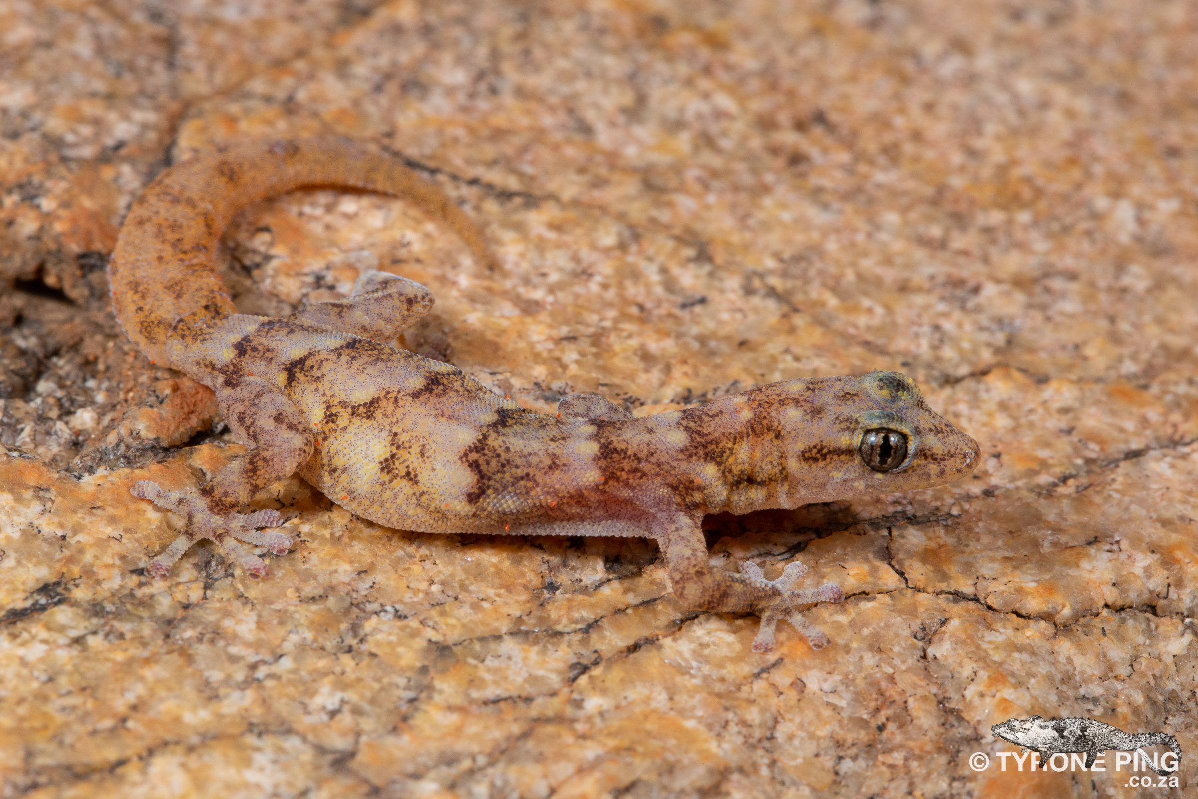 Goggia sabula - Gravel Pygmy Gecko