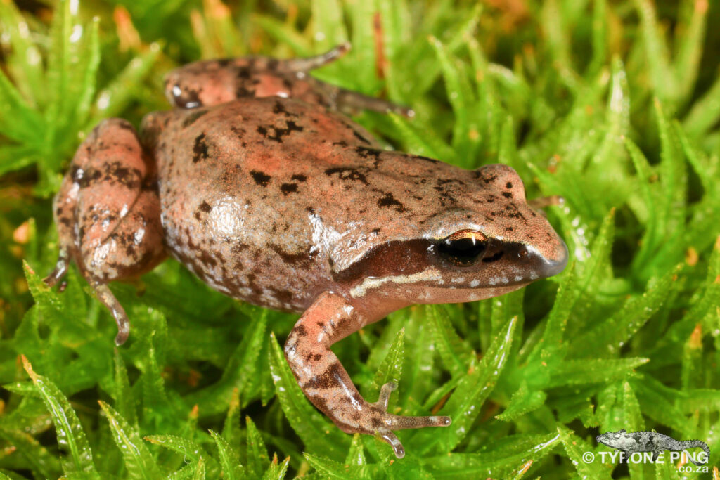Anhydrophryne rattrayi - Hogsback Chirping Frog