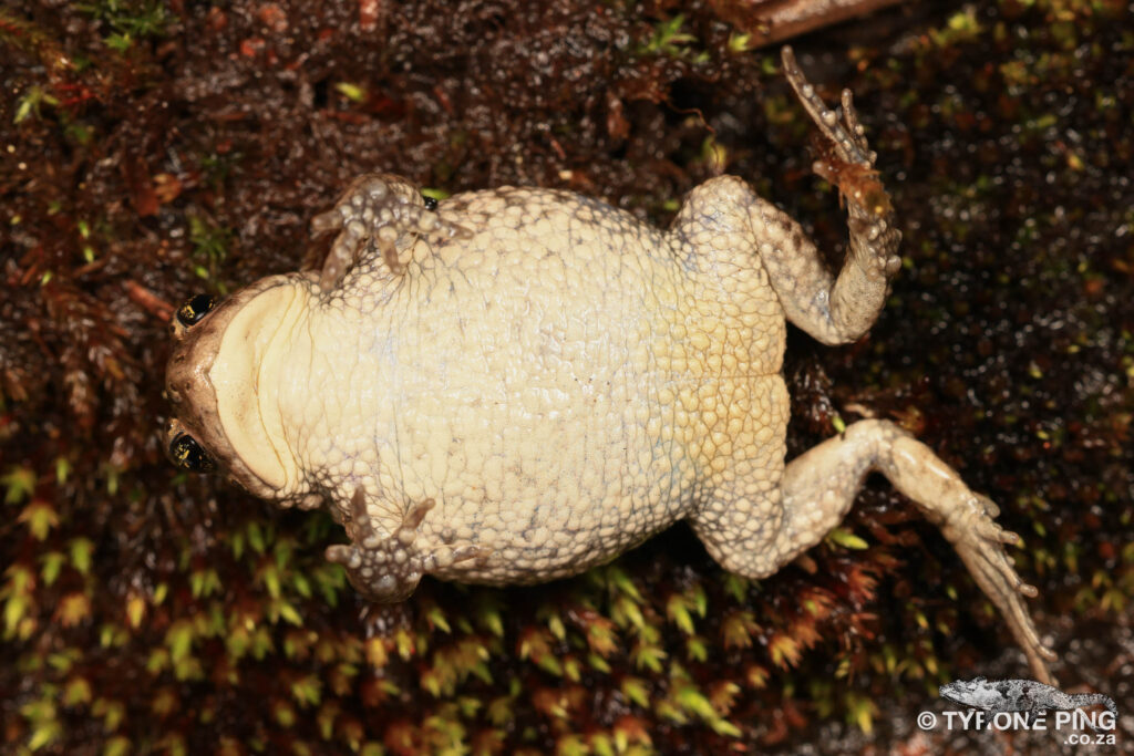 Vandijkophrynus amatolicus - Amatola Toad