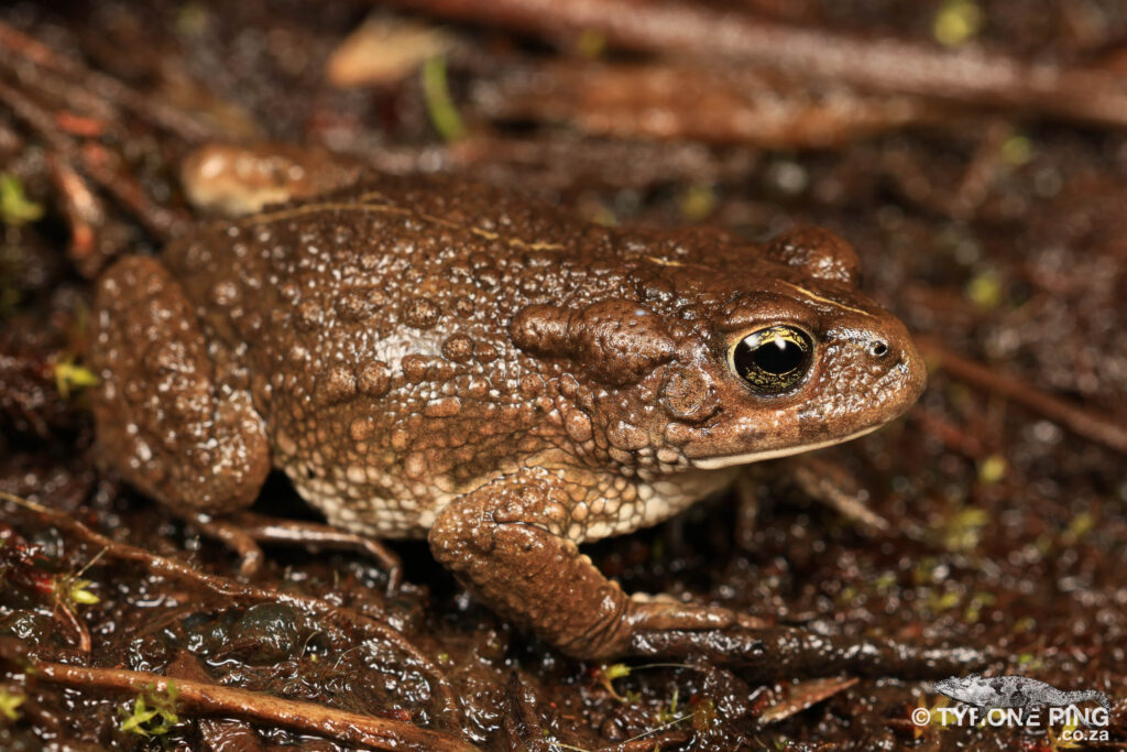 Vandijkophrynus amatolicus - Amatola Toad