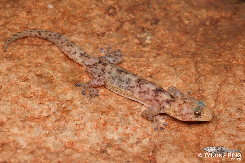 Afroedura transvaalica - Transvaal Flat gecko