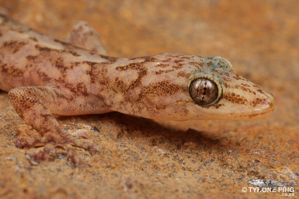 Afroedura waterbergensis - Waterberg Flat Gecko