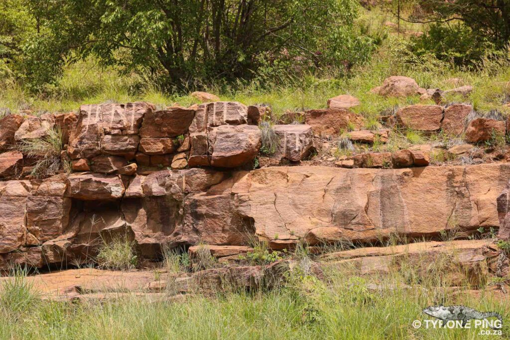 Smaug breyeri - Waterberg Dragon Lizard