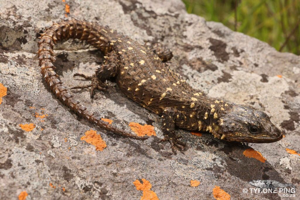 Smaug depressus - Soutpansberg Dragon Lizard