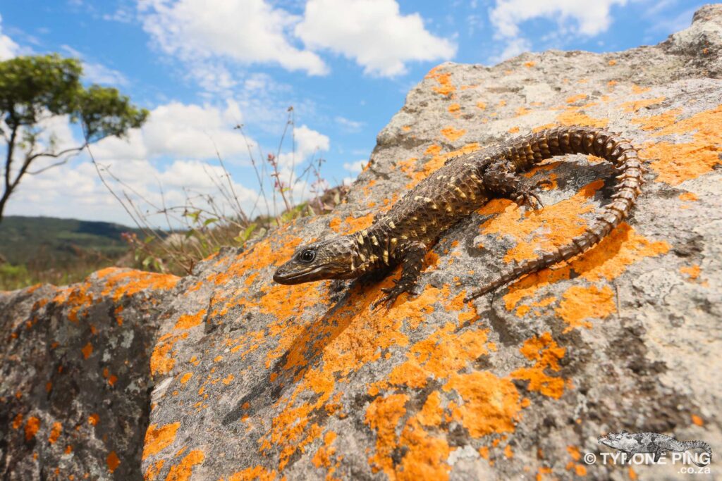 Smaug depressus - Soutpansberg Dragon Lizard